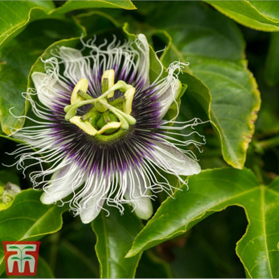 Frederick Passion Fruit Seeds