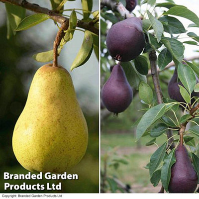 Fruit Pear William Collection (2 trees)