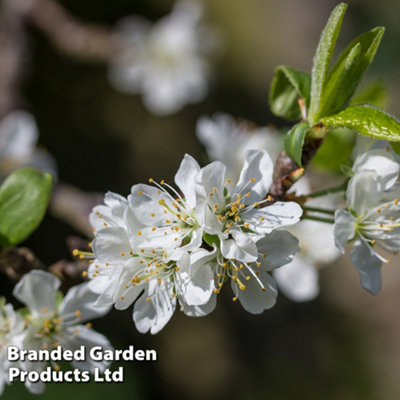 Fruit Plum/Prunus Victoria 12 Litre Potted Plant x 2