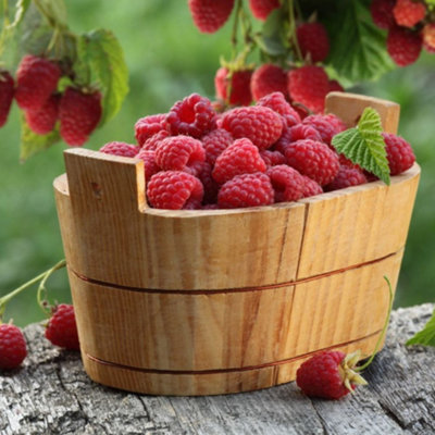 Fruit Raspberry (Rubus idaeus) Joan J 3 Canes x 4