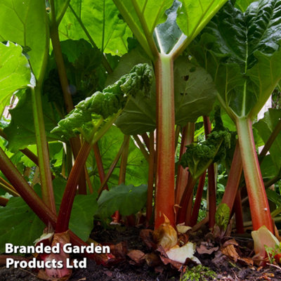 Fruit Rhubarb Victoria 3 Litre Potted Plant x 2