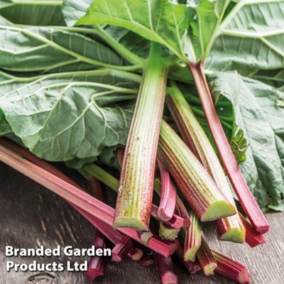 Fruit Rhubarb Victoria 3 Litre Potted Plant x 2