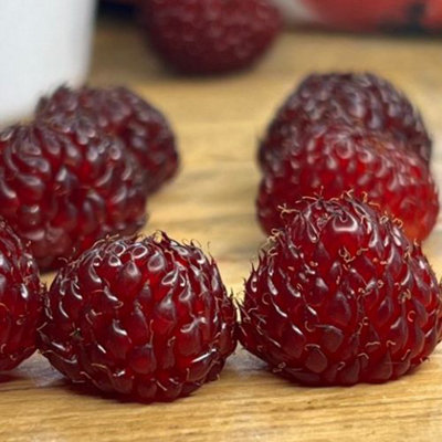 Fruit Rubus (Raspberry Tree) Hararasp Standard 5 Litre Potted Plant x 1