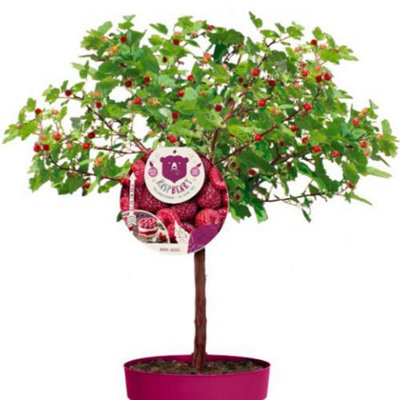 Fruit Rubus (Raspberry Tree) Hararasp Standard 5 Litre Potted Plant x 1