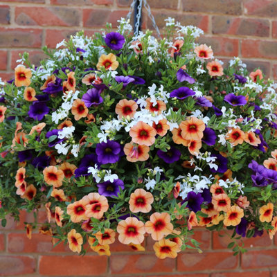 Fruit Salad Mix Grow on plug plants x 12