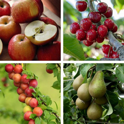 Fruit Tree Orchard Collection 4 Bare Roots