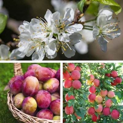 Fruit Tree Orchard Collection 4 Bare Roots