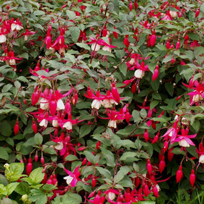 Fuchsia Alice Hoffman Garden Plant - Stunning Pink Blooms, Compact Size ...
