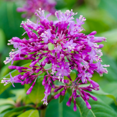 Fuchsia arborescens jumbo plug x 6 | DIY at B&Q