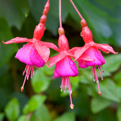Fuchsia Beacon Pink - Gorgeous Pink Flowers, Outdoor Plant (20-30cm ...