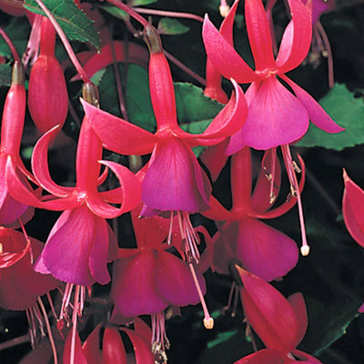 Fuchsia Beacon Pink - Gorgeous Pink Flowers, Outdoor Plant (20-30cm ...