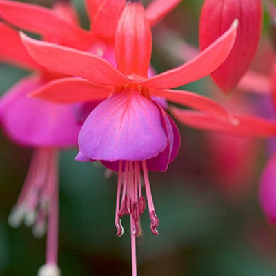 Fuchsia Beacon Pink - Gorgeous Pink Flowers, Outdoor Plant (20-30cm ...