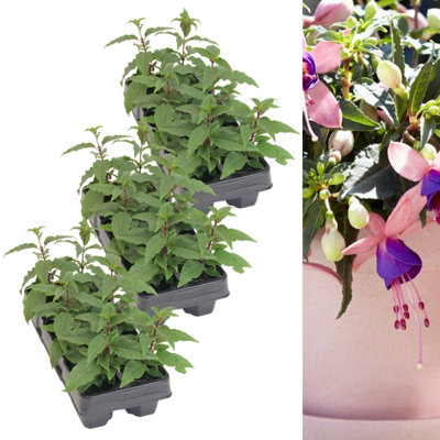 Fuchsia Bella Mariska Bush Plant 3 x 6 Pack - Annual Summer Flowering ...