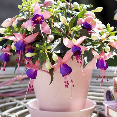 Fuchsia Bella Mariska Bush Plant 3 x 6 Pack - Annual Summer Flowering ...