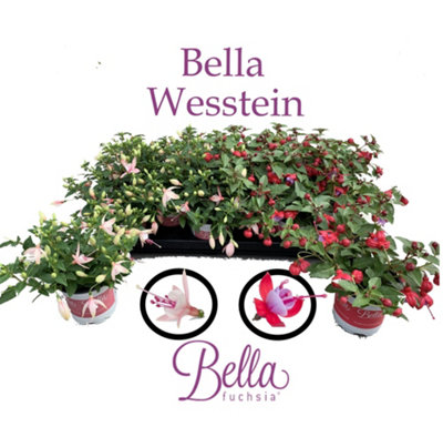 Fuchsia Bella Mixed ( Hang ), 510cm Pot Size, 20cm Tall, Bella Evita ...