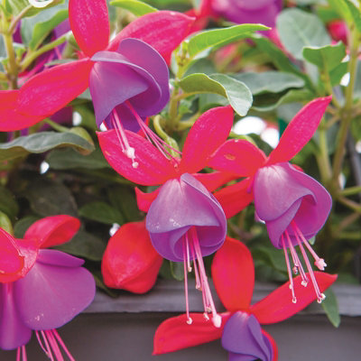 Fuchsia Bella Sarah Bush Plant 3 x 6 Pack - Annual Summer Flowering ...