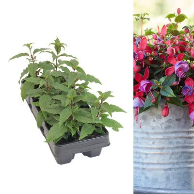 Fuchsia Bella Sarah Bush Plant 6 Pack - Annual Summer Flowering Garden ...