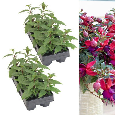 Fuchsia Bella Soila Bush Plant 2 x 6 Pack - Annual Summer Flowering ...