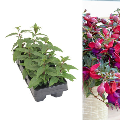 Fuchsia Bella Soila Bush Plant 6 Pack - Annual Summer Flowering Garden ...
