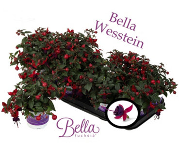 Fuchsia Bella Soila ( Staand ), 510cm Pot Size, 25cm Tall, Bella Sasha ...