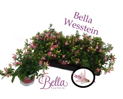 Fuchsia Bella Sophia ( Hang ), 510cm Pot Size, 25cm Tall, Bella Soila ...