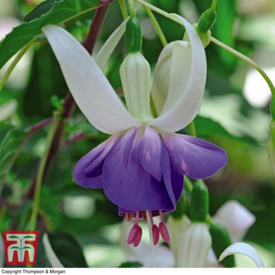 Fuchsia Delta's Sarah PBR 3 Litre Potted Plant x 1