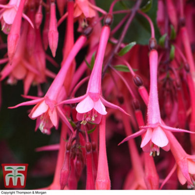 Fuchsia Eruption 5 PostiPlug Plant