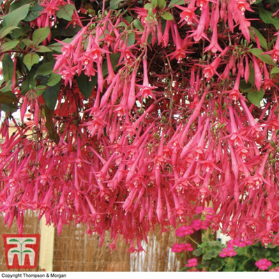 Buy Fuchsia Eruption Plug Plant x 1 | DIY at B&Q