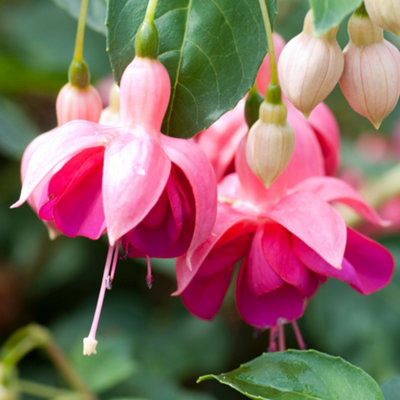 Fuchsia Garden News - Array of Pink Summer Flowers, Outdoor Harden ...
