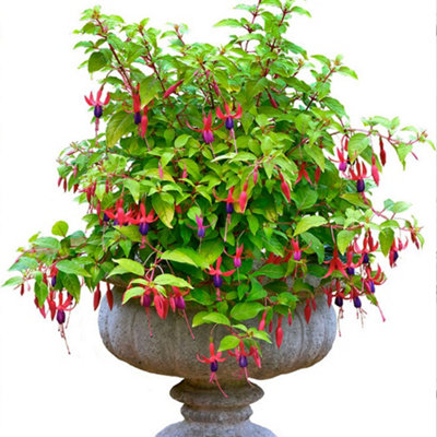 Fuchsia Genii Garden Plant - Golden Foliage, Compact Size, Hardy (15 ...