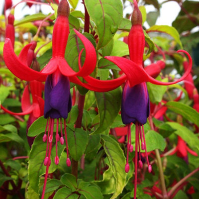 Fuchsia Genii Garden Plant - Golden Foliage, Compact Size, Hardy (15 ...