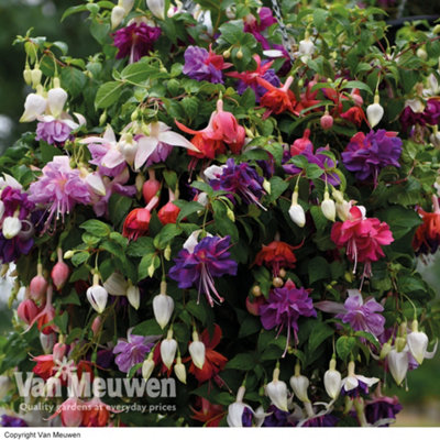 Fuchsia Giant Flowered Collection - 10 Plants (Deep Purple, Hollys ...