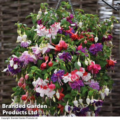 Fuchsia Giant Flowered Collection - 100 Plug Plants