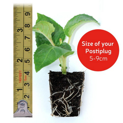 Fuchsia Giant Flowered Collection 5 PostiPlug Plants (Deep Purple ...