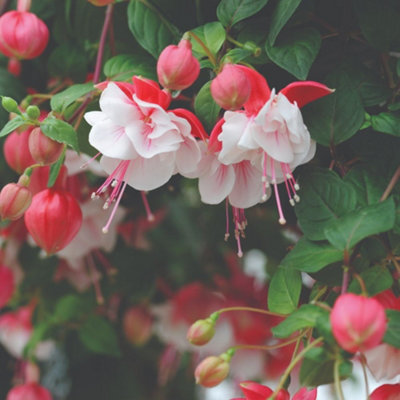 Fuchsia Giant Trailing Swingtime - 12 Plug Plants