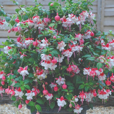 Fuchsia Giant Trailing Swingtime - 12 Plug Plants