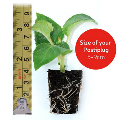 Fuchsia Giant Trailing Swingtime - 12 Plug Plants