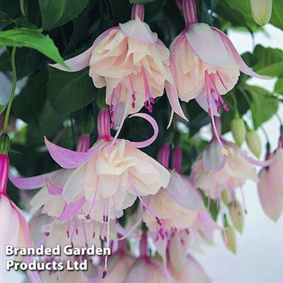 Fuchsia Happy Wedding Day 20 PostiPlug Plants | DIY at B&Q