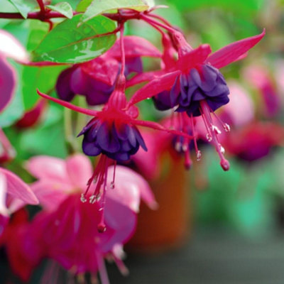 Fuchsia (Hardy) Dollar Princess 1 Litre Potted Plant x 1