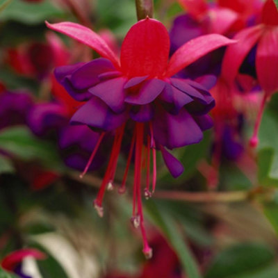 Fuchsia (Hardy) Dollar Princess 1 Litre Potted Plant x 1