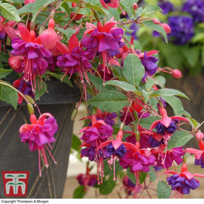 Fuchsia (Hardy) Dollar Princess 3 x Litre Potted Plant x 1 | DIY at B&Q