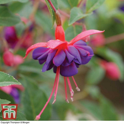 Fuchsia Hardy Dollar Princess Dollar Princess - 10 Plug Plants
