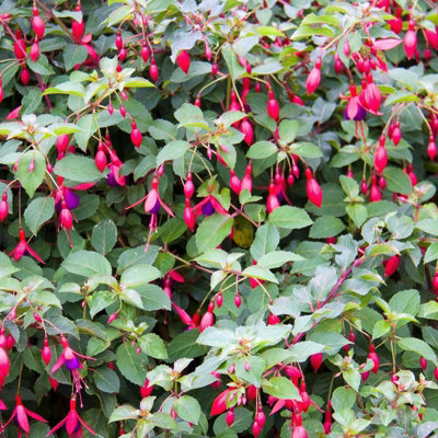 Fuchsia Hardy Riccartonii Plant 2 x 9cm Pot - Easy to Grow Outdoor ...