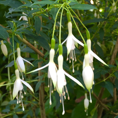 Fuchsia Hawkshead Garden Plant - Pure White Blooms, Compact Size, Hardy ...