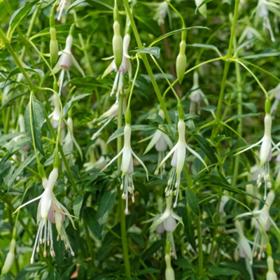 Fuchsia Hawkshead Garden Plant - White Bell-Shaped Flowers, Compact ...