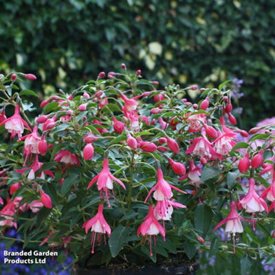 Fuchsia Lady Thumb 1 Litre Potted Plant x 1