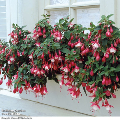 Fuchsia Lady Thumb 1 Litre Potted Plant x 1