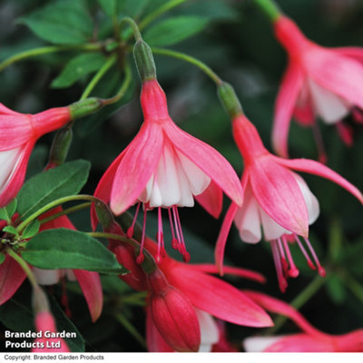 Fuchsia Lady Thumb 1 Litre Potted Plant x 1