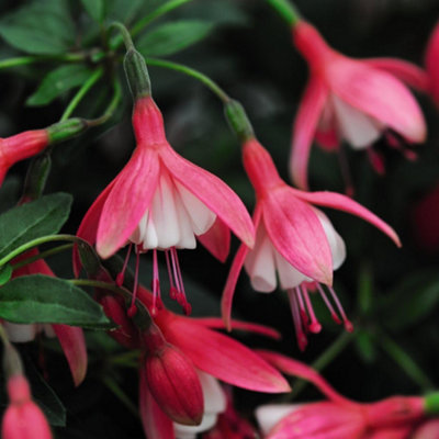 Fuchsia Lady Thumb 1 Litre Potted Plant x 2