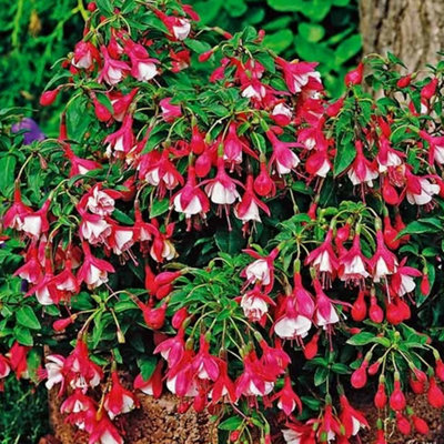 Fuchsia Lady Thumb Garden Plant - Beautiful Pink and Purple Blooms ...